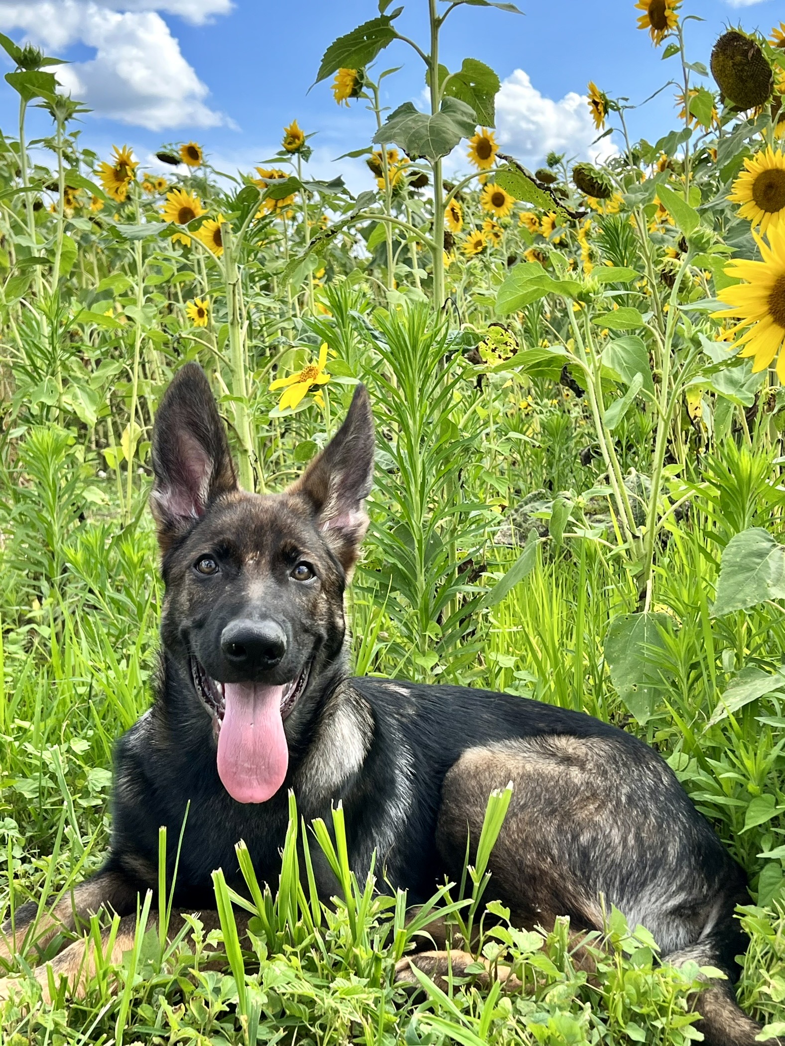 Monroig_Summer - puppy Achilles 2 | VUMC Voice